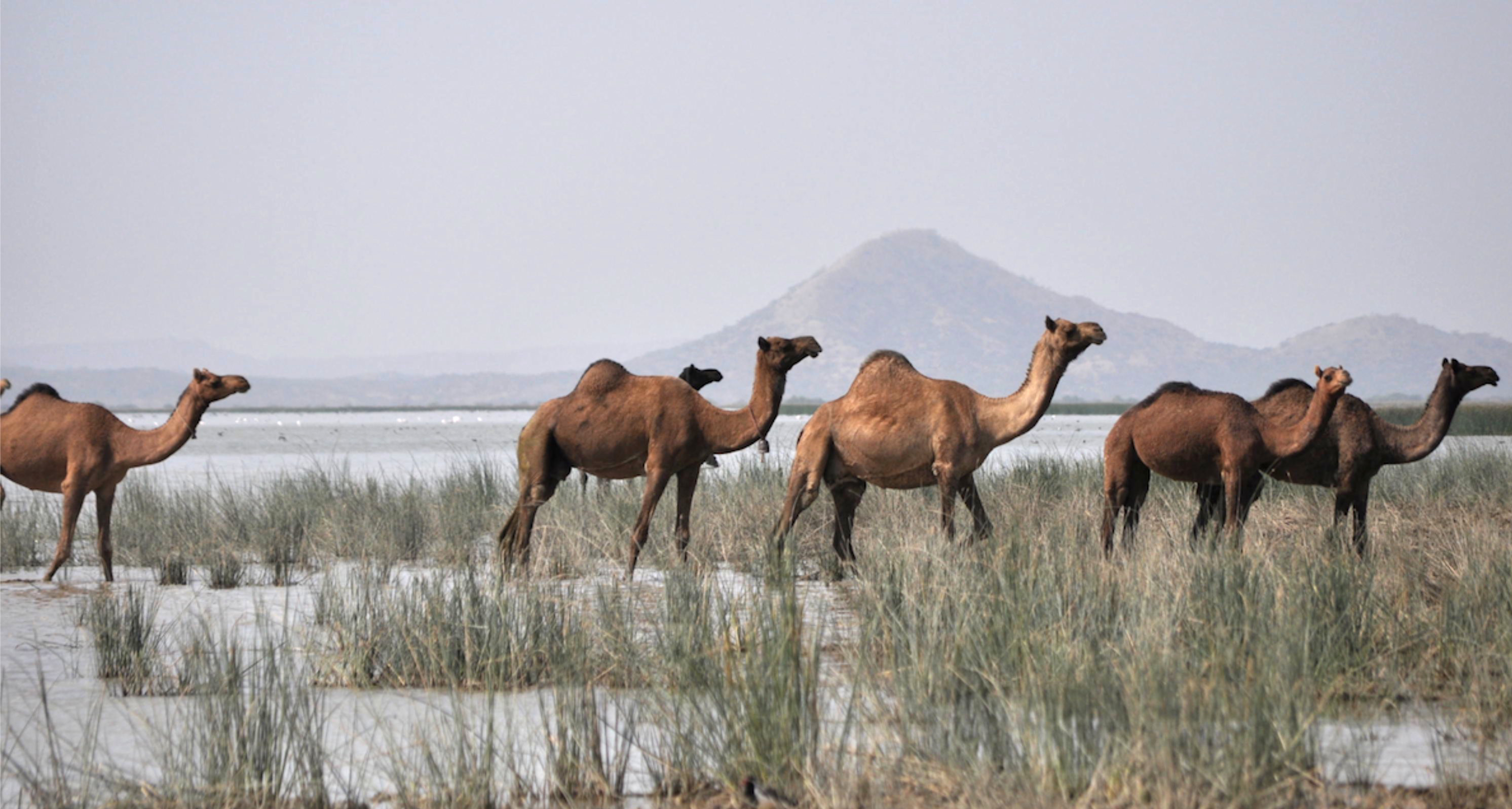 Where cranes sing and flamingos dance: Into the Banni Grasslands ...